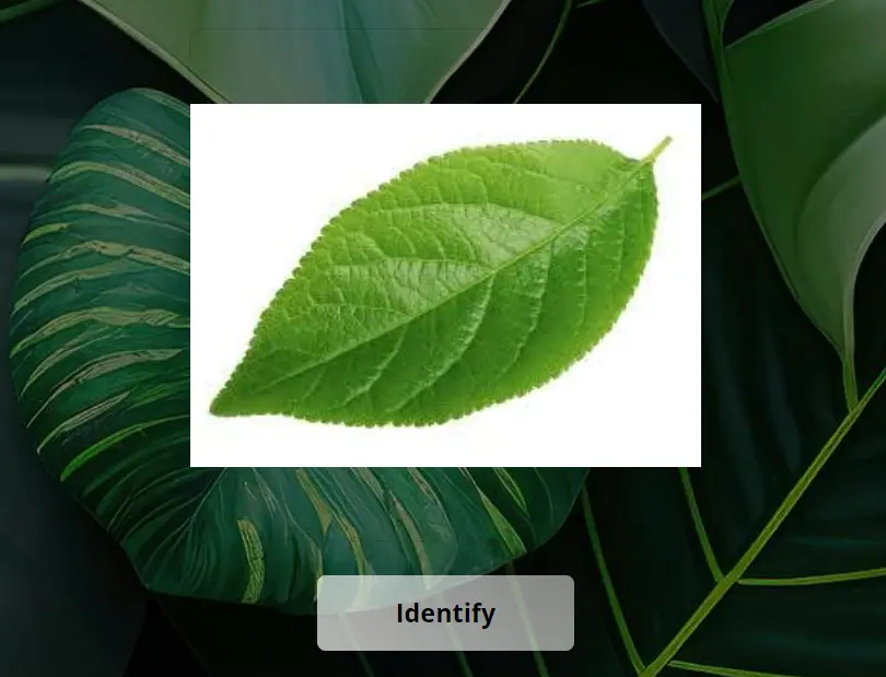 Identify Any Plant From A Photo With AI - Photo Synthesis