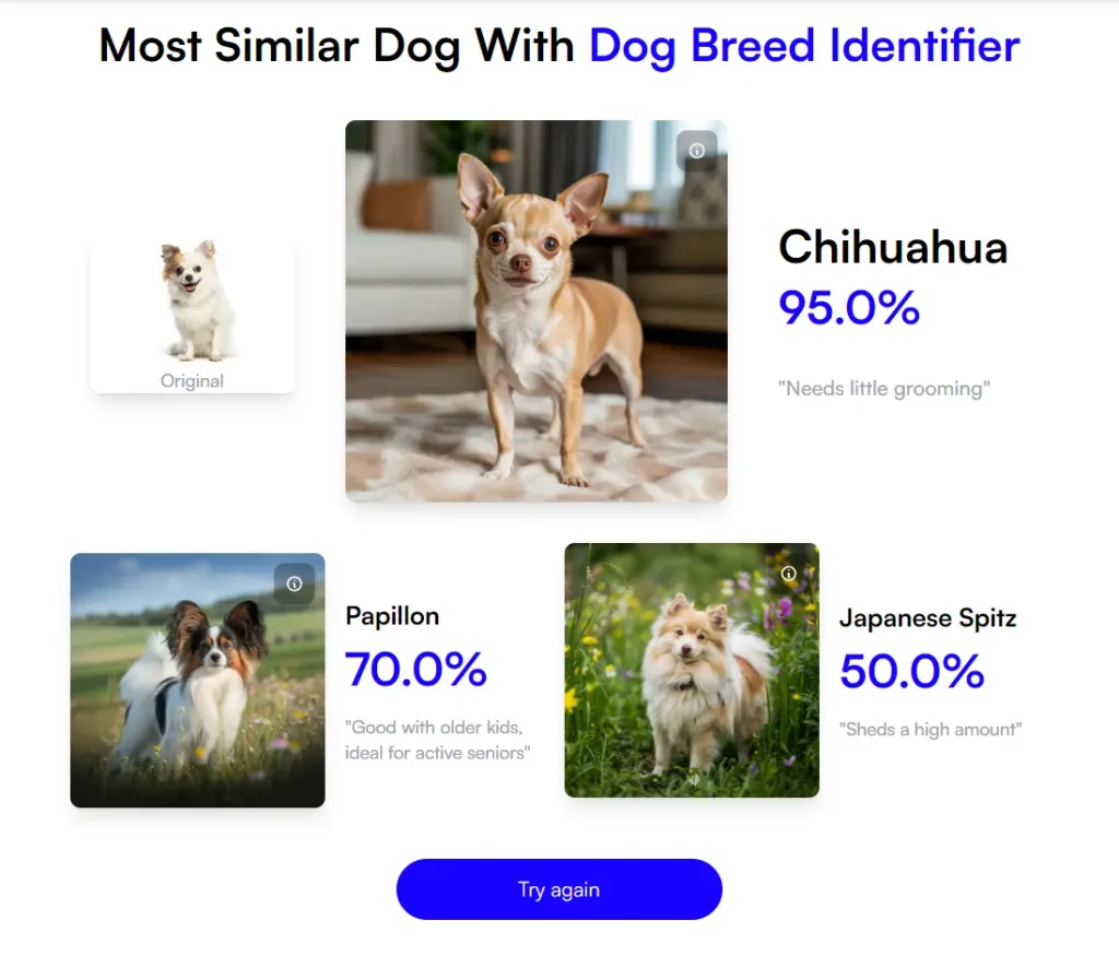 What Breed Is My Dog? Try Breed.dog Free AI